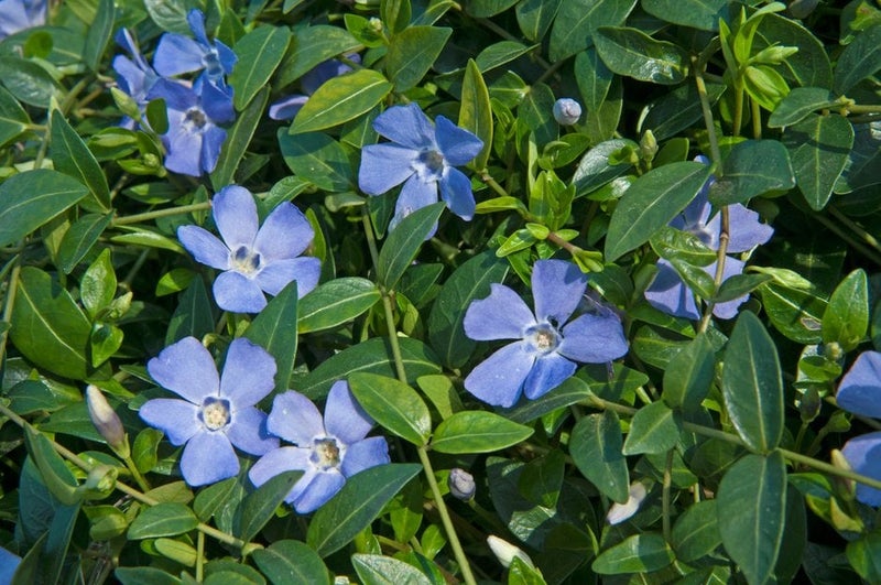 How Plants Reproduce | RHS Advice