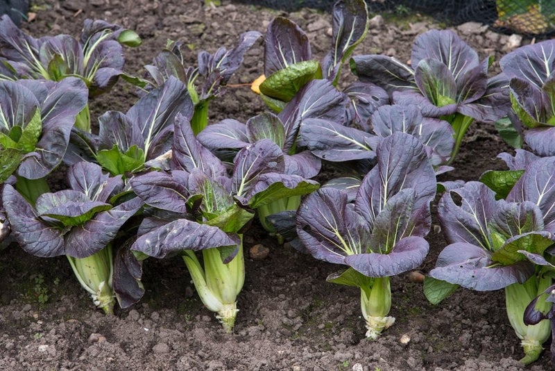 How to grow Pak Choi | RHS Guide