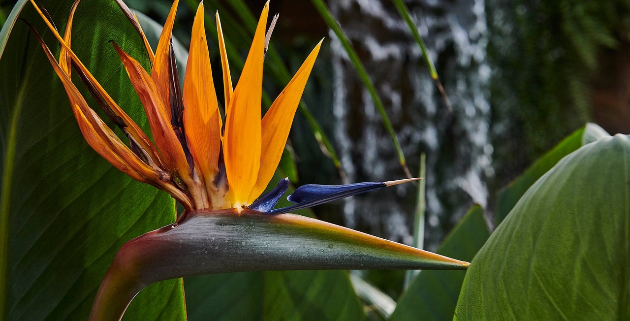 How to grow strelitzia / RHS Growing Guide