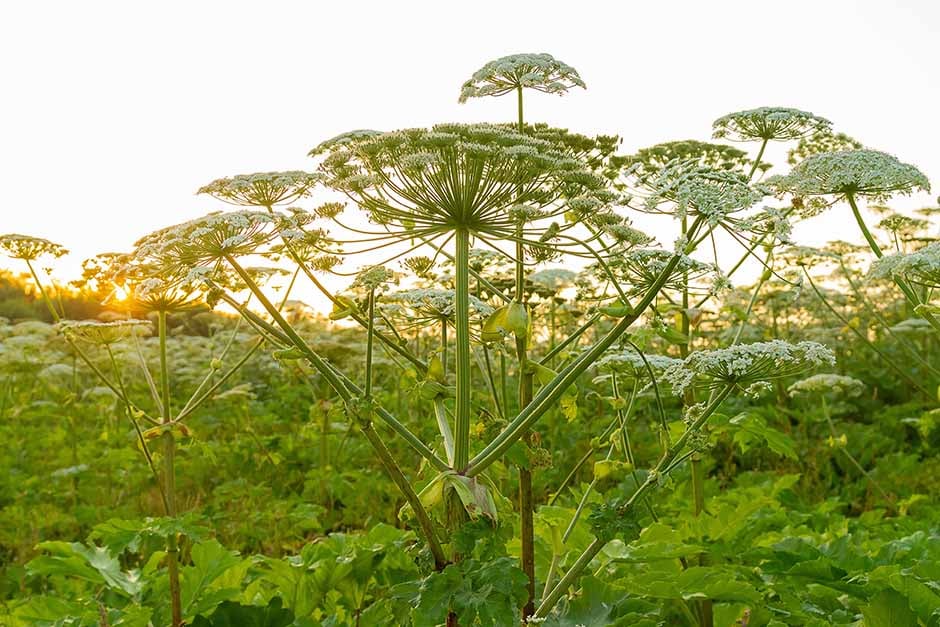 Giant Hogweed | RHS Advice