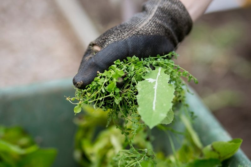 How to Weed a Bed Efficiently | RHS Advice