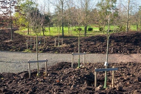 How to Prune a Tree | RHS Advice