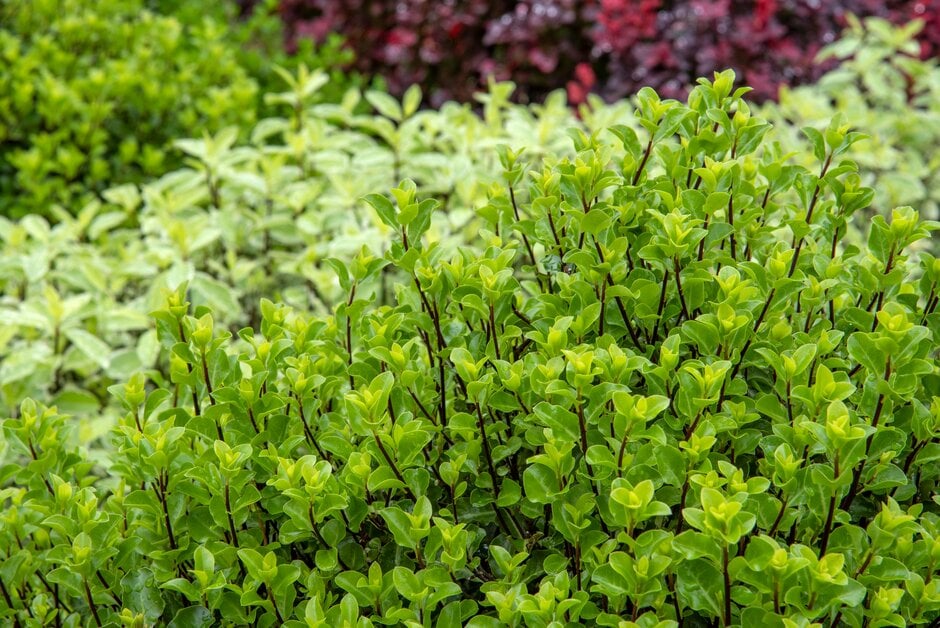 Box Alternatives for Healthy Hedges | RHS Advice