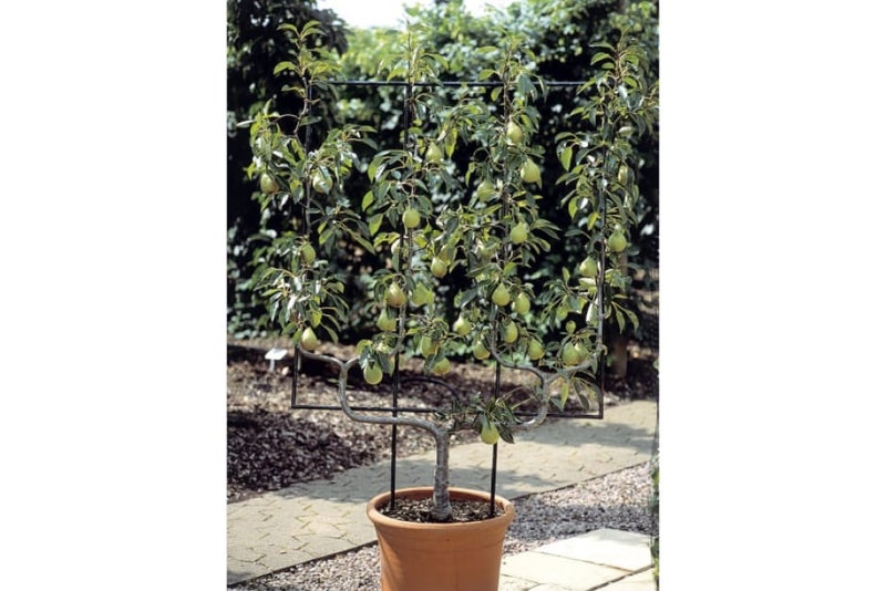 Apples and pears: starting a cordon | RHS Advice