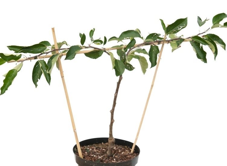 Apples and pears: stepover training and pruning | RHS Advice