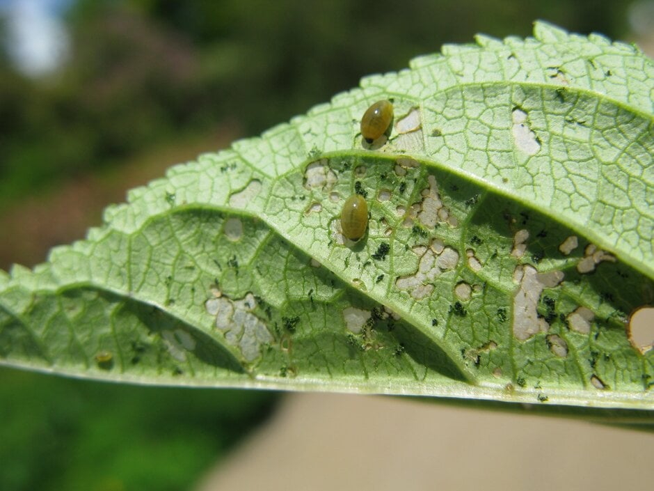 Pea and Bean Weevil: Identification and Control | RHS Advice