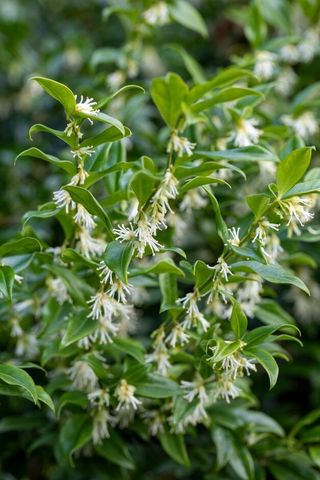Box Alternatives for Healthy Hedges | RHS Advice