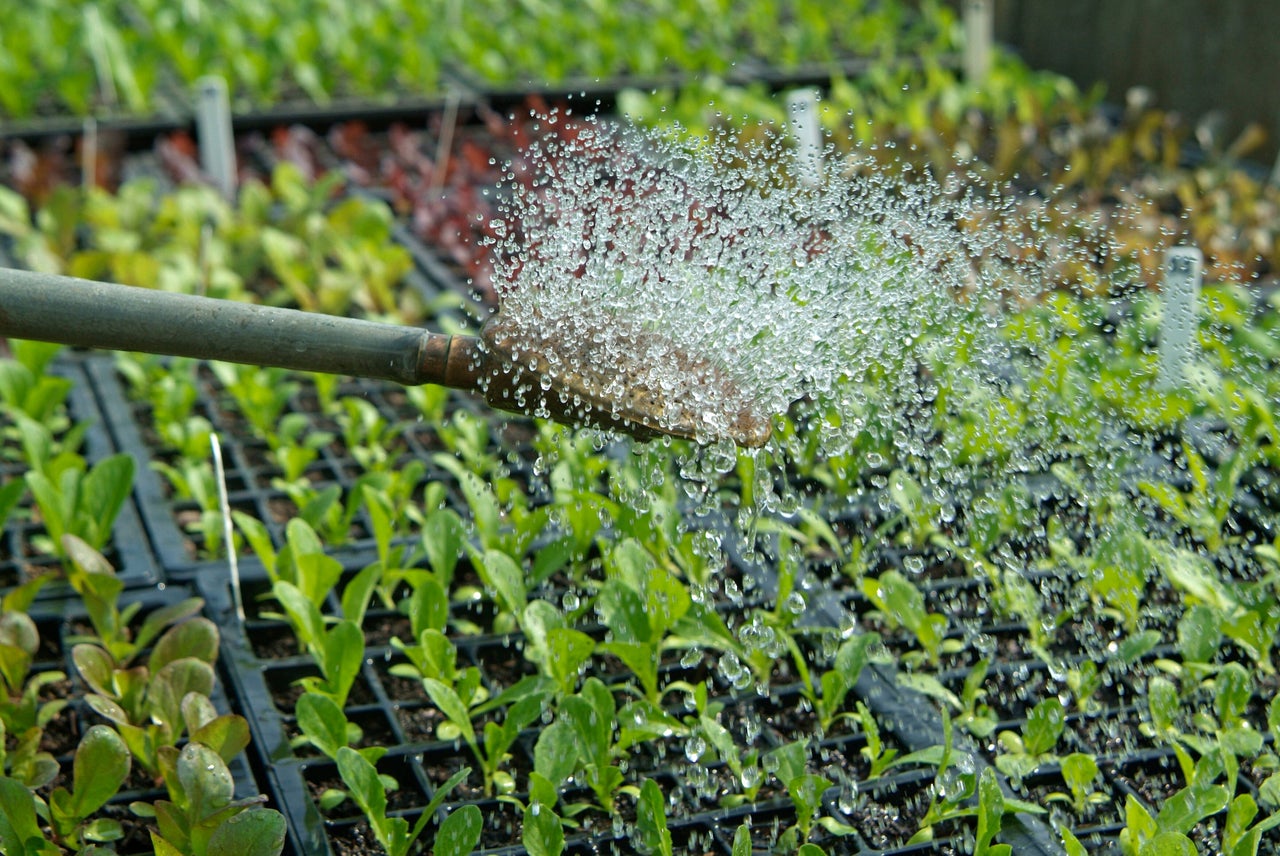 Garden watering methods | RHS Advice