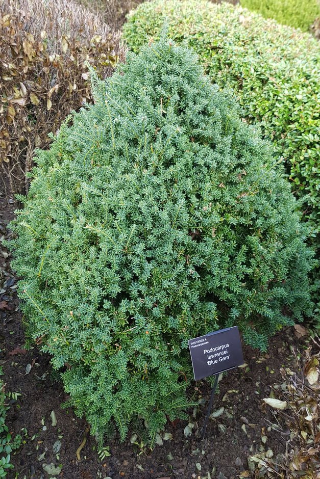 Box Alternatives for Healthy Hedges | RHS Advice