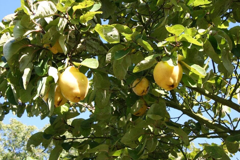How to grow quinces | RHS Guide