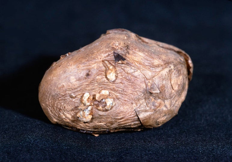 Potato tuber rots: Symptoms & Control | RHS Advice