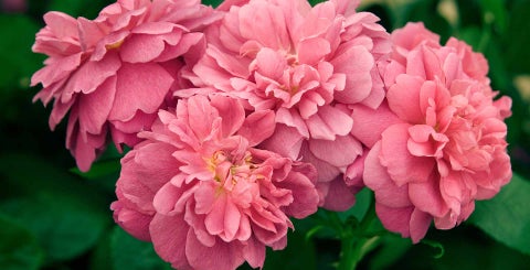 Standard roses / RHS Plant Guide
