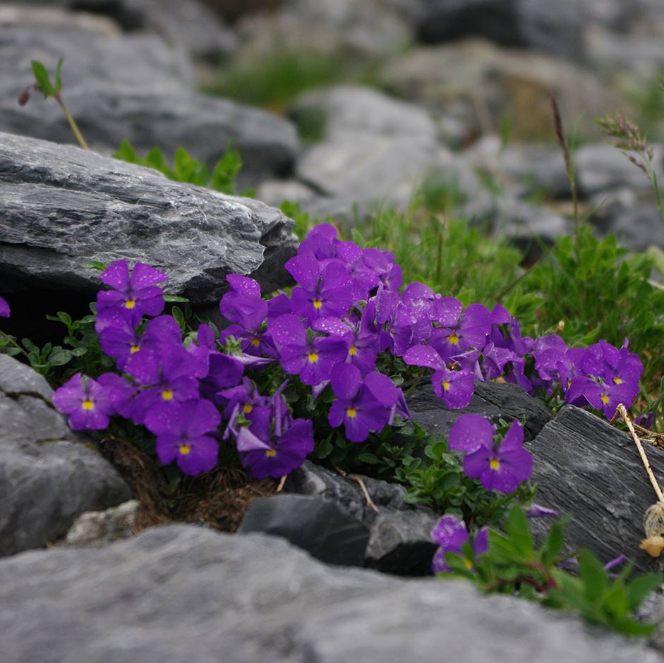 How to Create a Scree Garden | RHS Advice