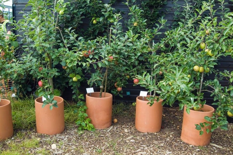How to grow apples | RHS Guide