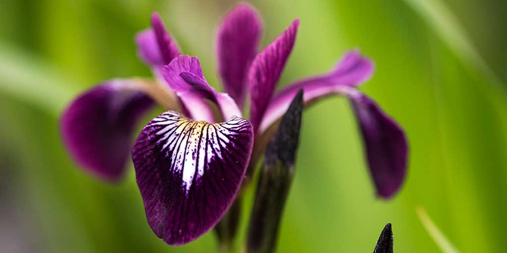 Iris / RHS Plant Guide
