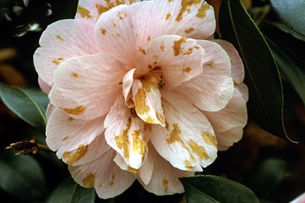 How to grow camellias / RHS Growing Guide