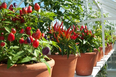 How to grow chilli peppers | RHS Guide