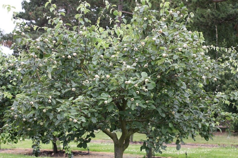 How to grow quinces | RHS Guide