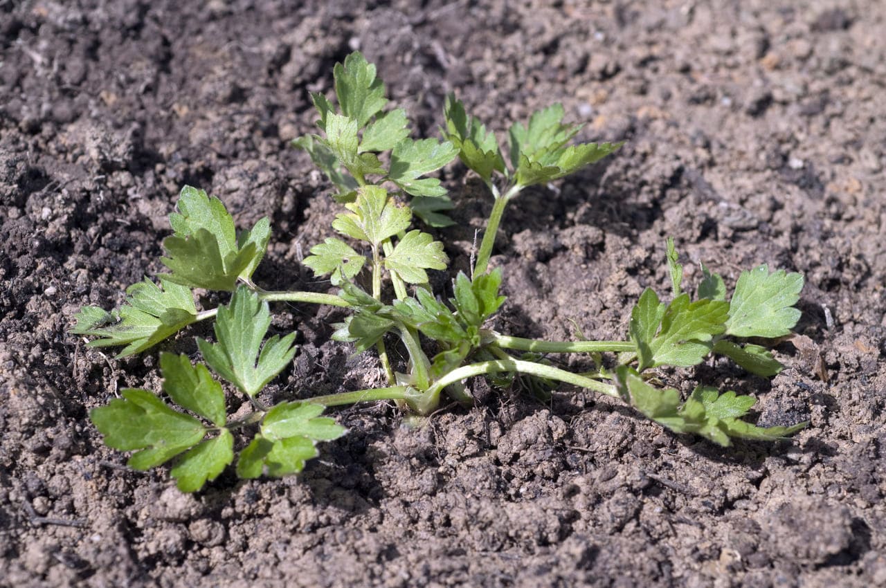 Creeping Buttercup | RHS Advice