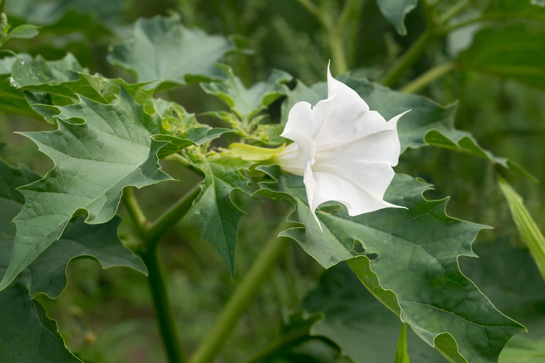 Thorn Apple | RHS Advice
