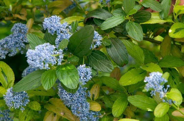 Ceanothus (Californian lilac) / RHS Plant Guide