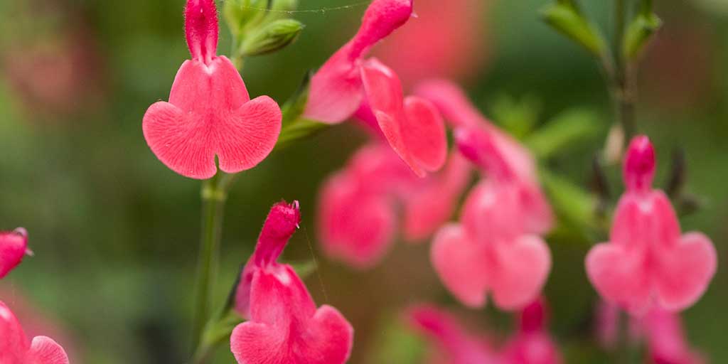 Salvia / RHS Plant Guide