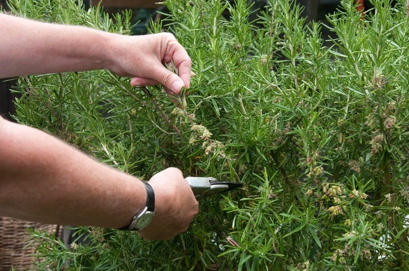 How to grow Rosemary | RHS Guide