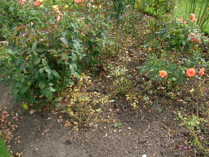 Rose Blindness | RHS Advice