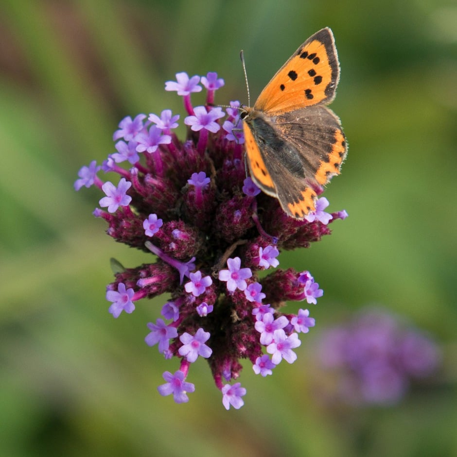 Butterfly Planting Plan | RHS Advice