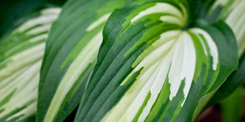Hosta (Plantain lily) / RHS Plant Guide