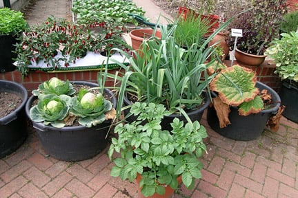 Overpotting | RHS Advice
