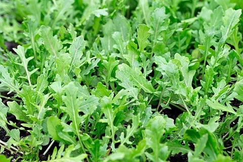 How to grow rocket | RHS Guide