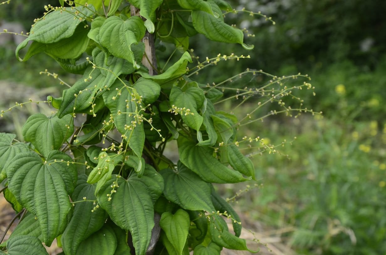 Bryony | RHS Advice