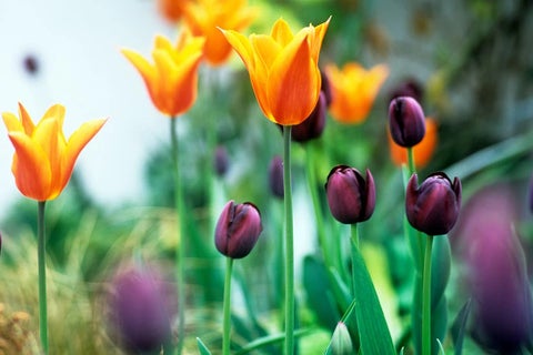 Tulip (Tulipa) / RHS Plant Guide