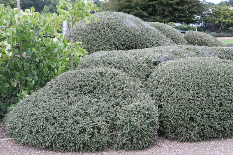 Box Alternatives for Healthy Hedges | RHS Advice