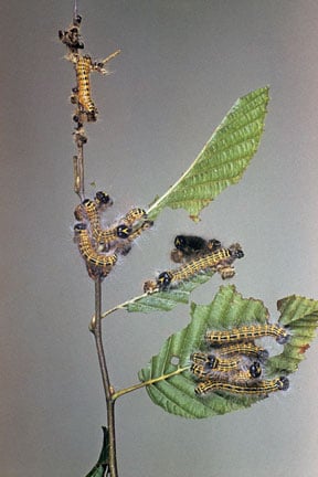 Angle Shades Moth | RHS Advice