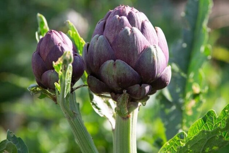 How to grow Globe Artichokes | RHS Guide