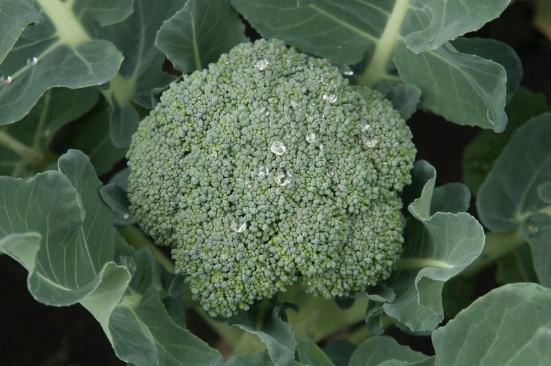 How to grow Calabrese | RHS Guide