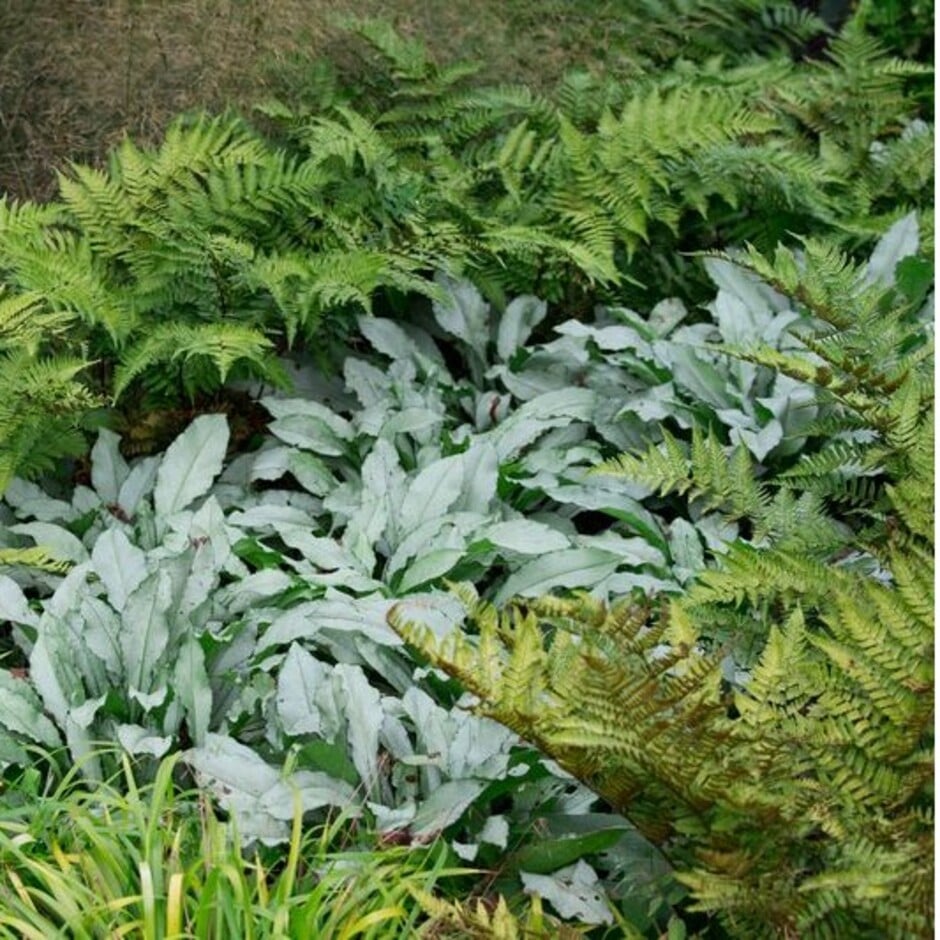 Shade with Spring Flowers and Ferns | RHS Advice