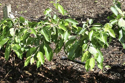 Fan-trained trees: initial training | RHS Advice