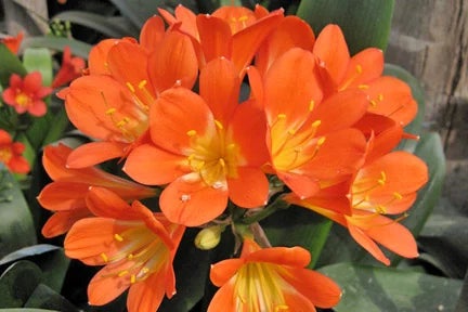 How to grow clivias / RHS Growing Guide