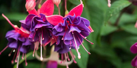 Fuchsia / RHS Plant Guide