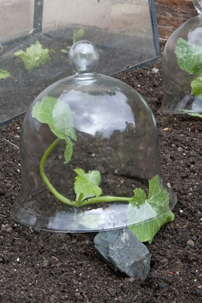 Cloches: How to Use Them | RHS Advice