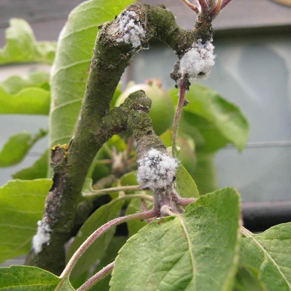 Burr Knots on Apple Trees: What to Do | RHS Advice