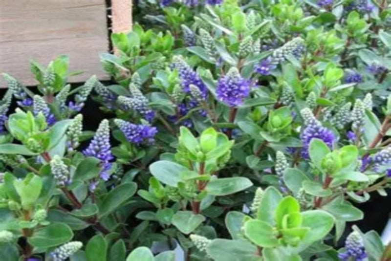 Drought Pollinators: Spheres and Spires | RHS Advice