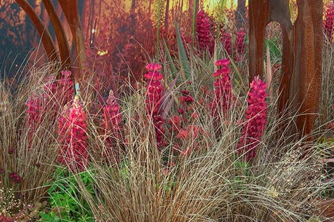 Lupin (Lupinus) / RHS Plant Guide
