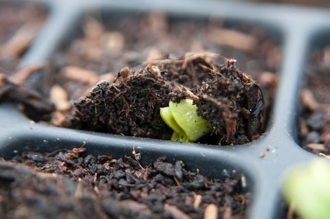 How Plants Reproduce | RHS Advice