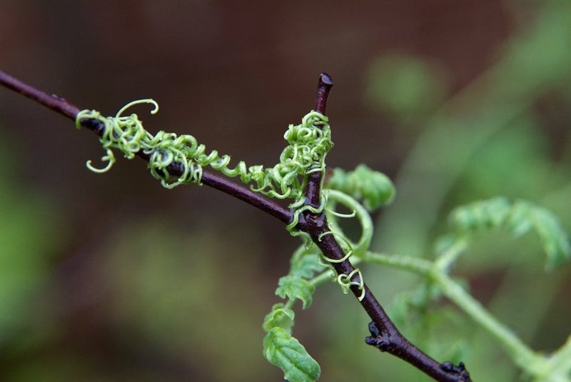How Plants Respond to Light and Environment | RHS Advice