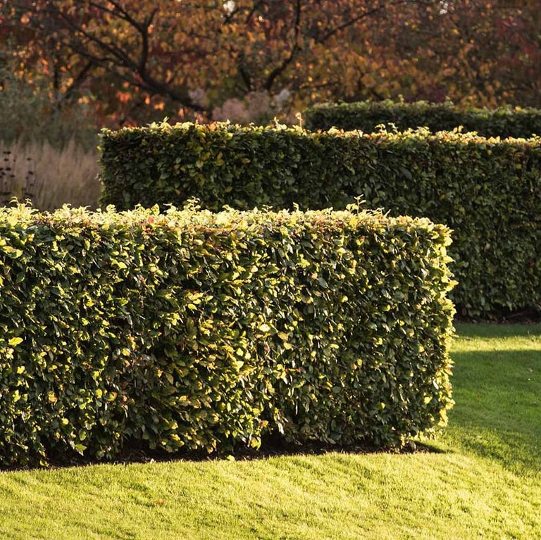 Pruning Hedges: Expert Tips | RHS Advice