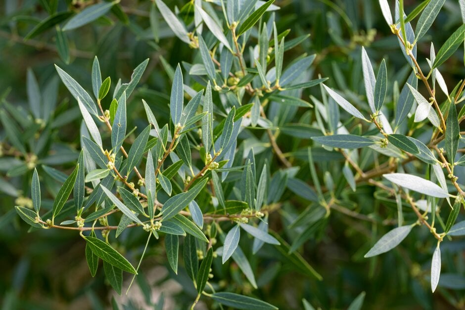 Box Alternatives for Healthy Hedges | RHS Advice